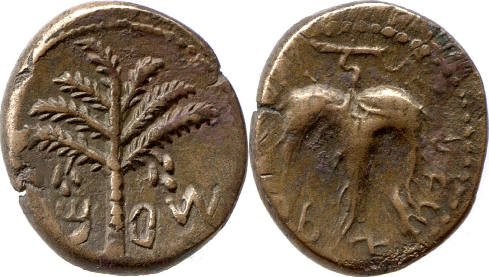 Judea AE / Middle bronze 133 / 134 CE Bar Kokhba Revolt, Bar Kochba ...