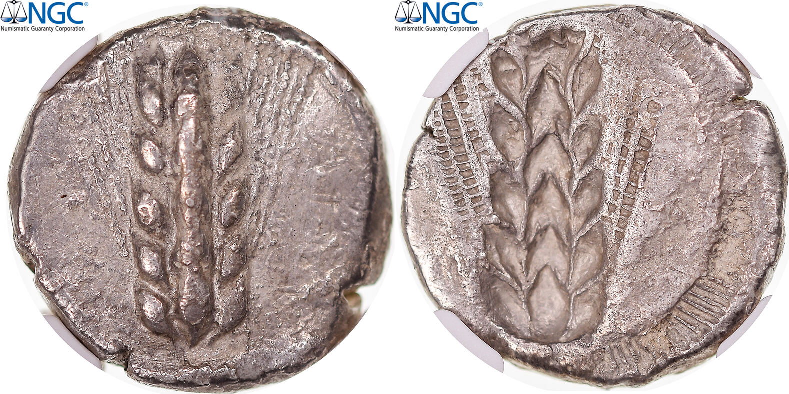 Stater ca. 470-440 BC Metapontum Münze, Lucania, Metapontion, graded ...