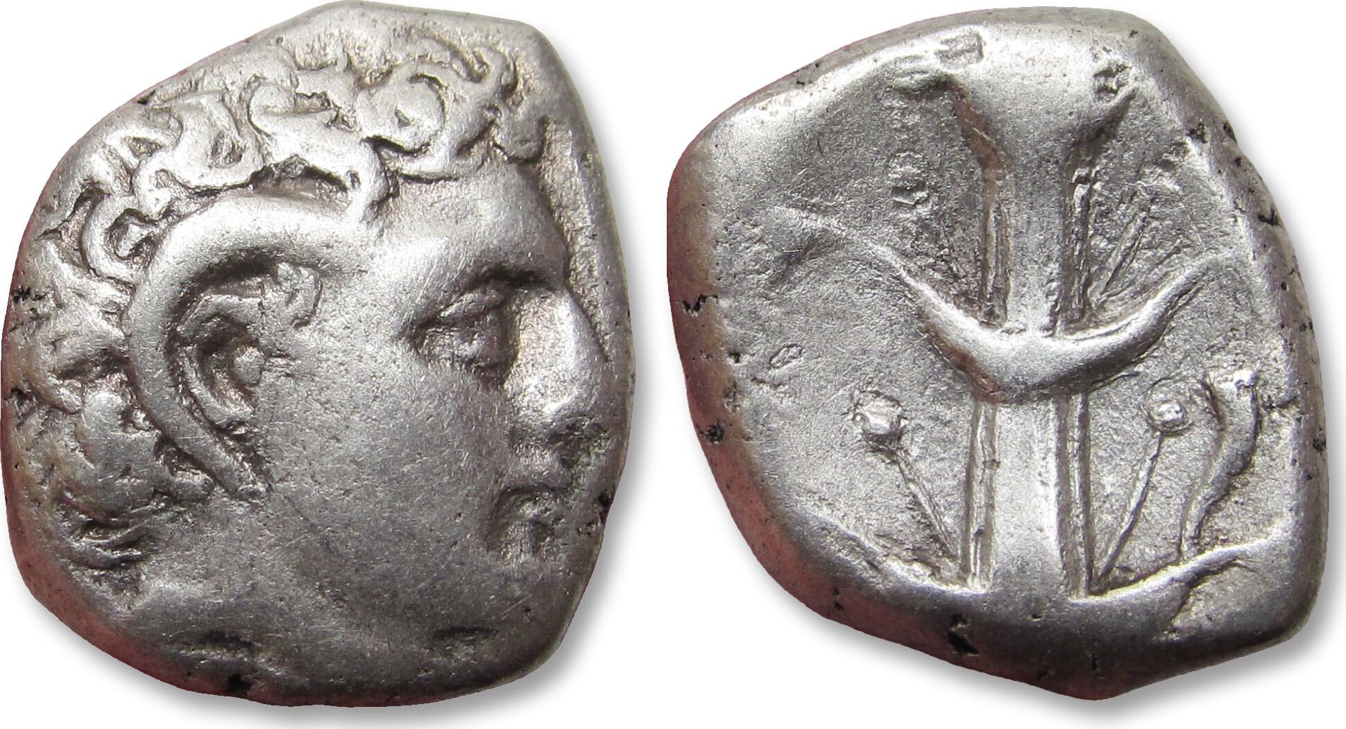 ANCIENT GREECE AR didrachm circa 294-275 B.C. KYRENAICA / Cyrenaica ...