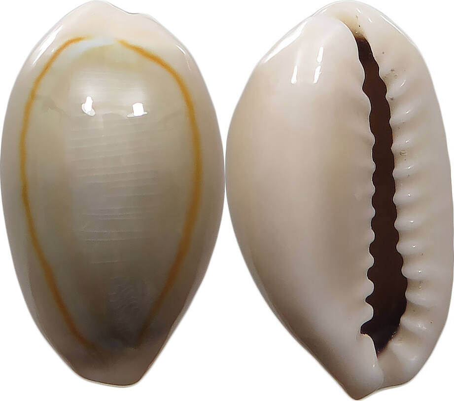 CHINA Cowry shell money VZ | MA-Shops