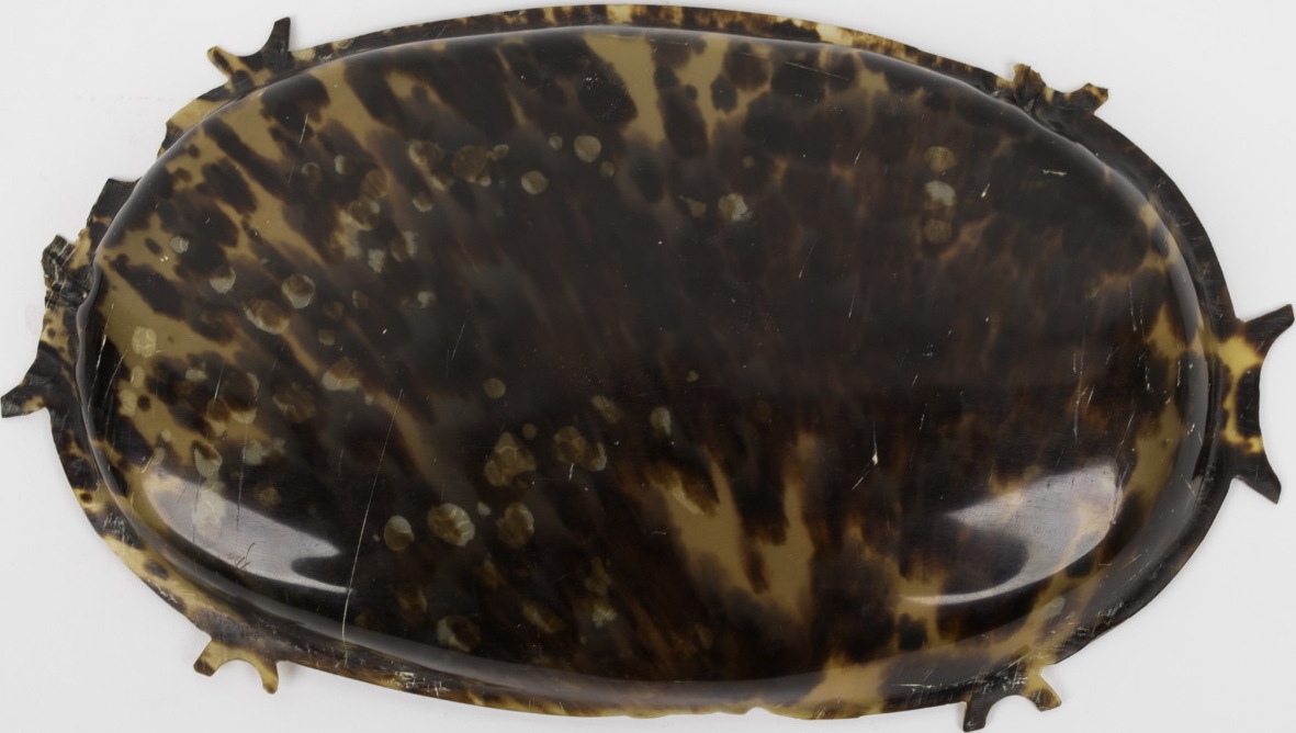 Mikronesien, Palau Toluk o.J. Schildpattschale ss, Ausbruch | MA-Shops