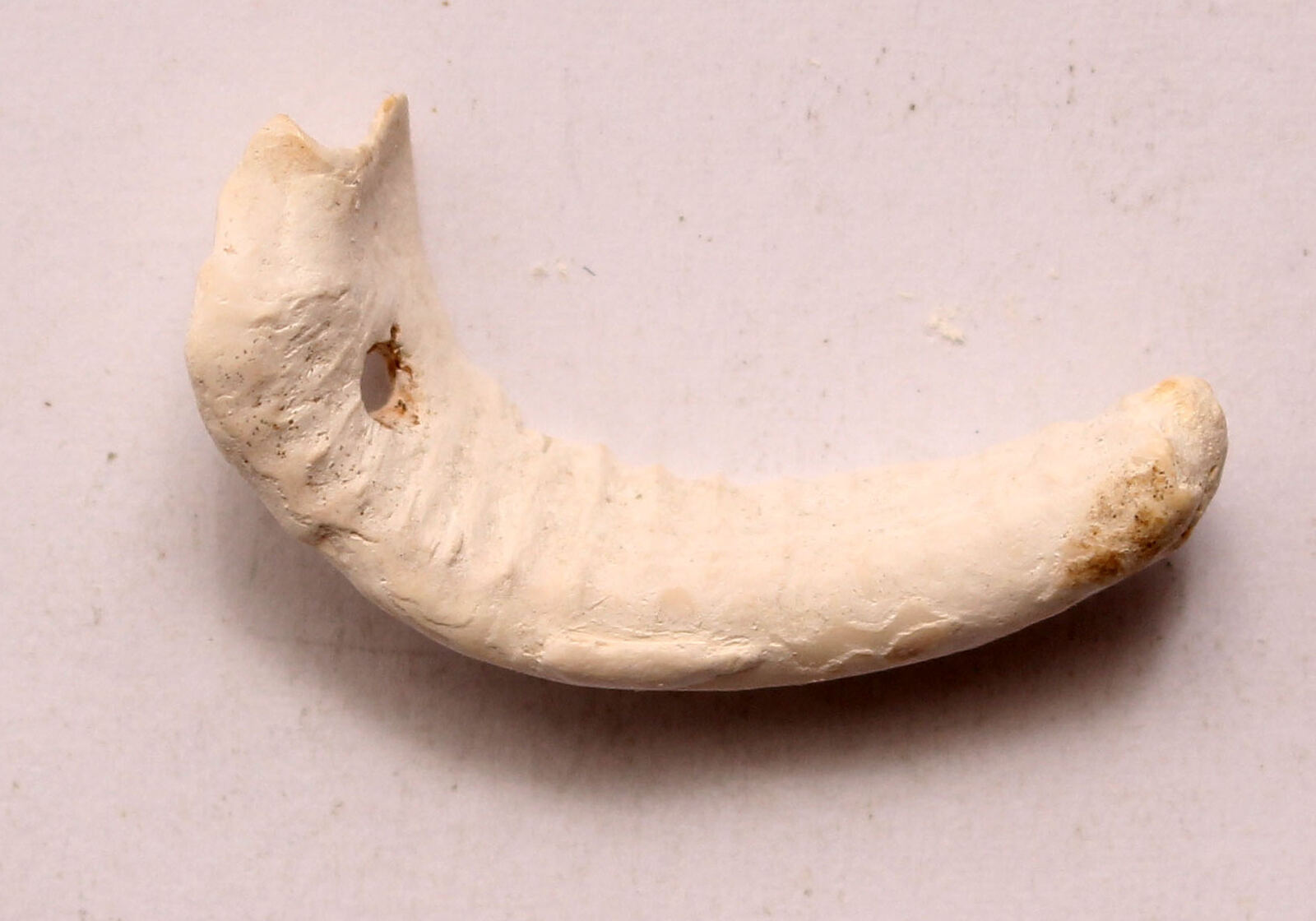Mezopotamia shell "tusk" 3500 - 2000 BC Sumerian money | MA-Shops