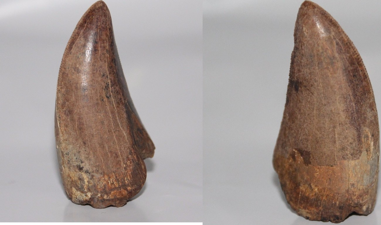 Tyrannosaurus Rex Tooth - Hell Creek Formation South Dakota - USA ...