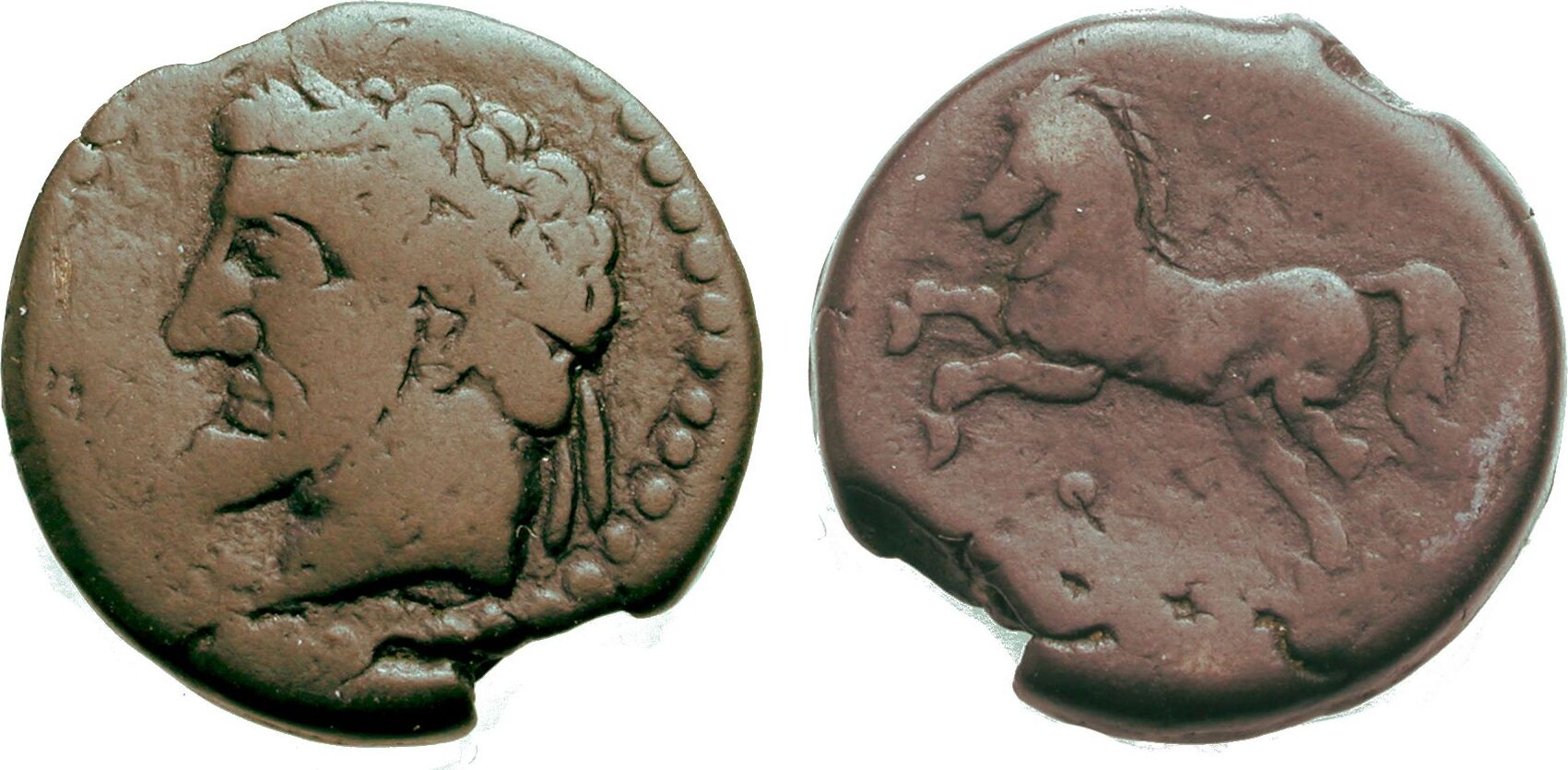 NUMIDIEN Mittelbronze 2. Jh. v. Chr. Massinissa, 203-148 v. Chr., oder ...